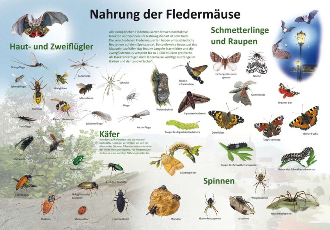 All About Bats - Bild- und Lehrtafeln Nahrung der Fledermaeuse