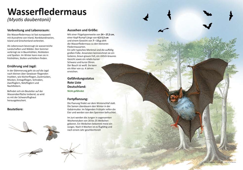All About Bats - Bild- und Lehrtafeln Wasserfledermaus