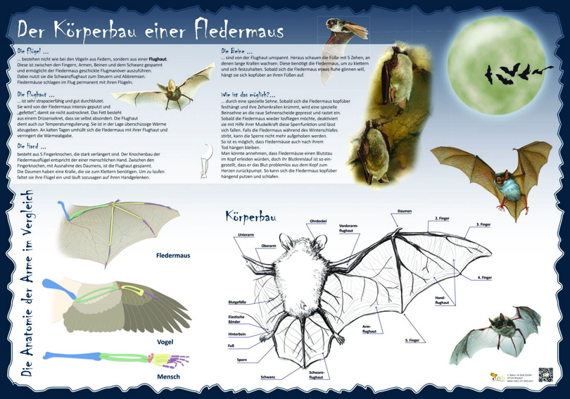 All About Bats - Bild- und Lehrtafeln Der Koerperbau einer Fledermaus